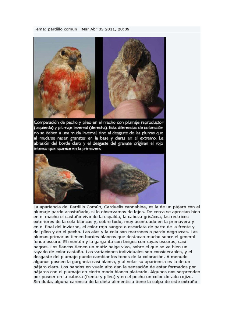 Características del Pardillo Común | PDF