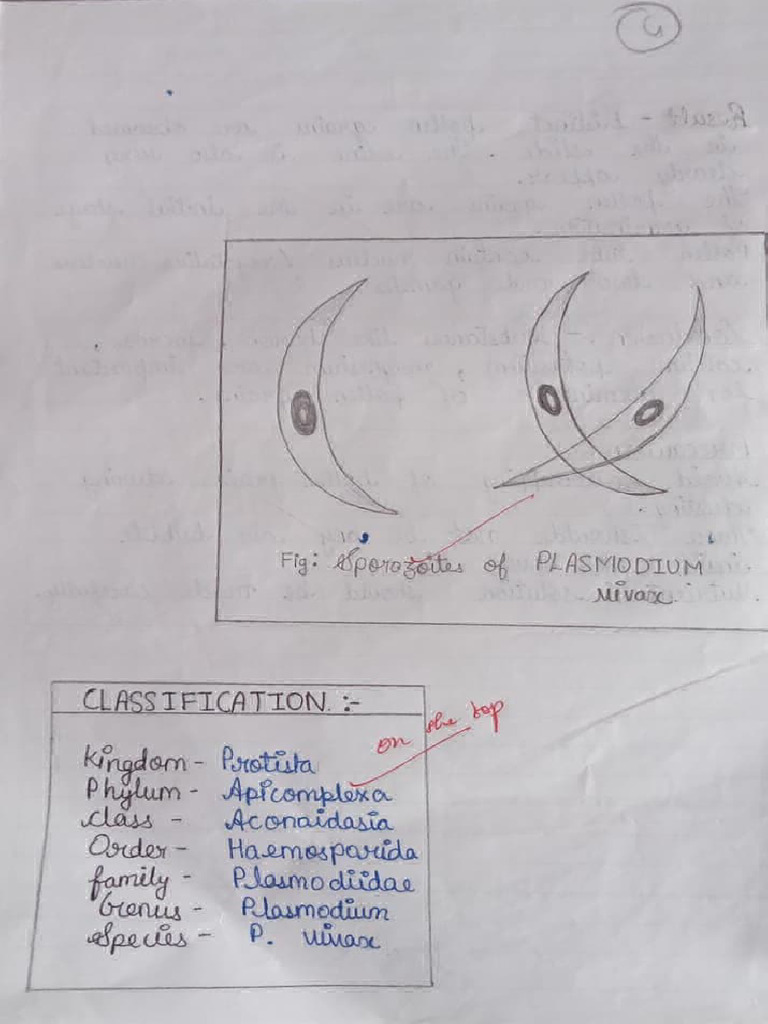 12th Biology Practical File 2023 | PDF