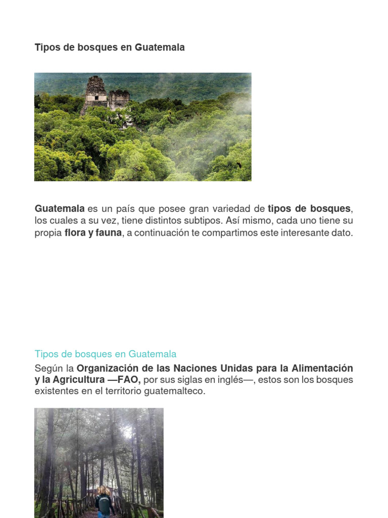 Tipos de Bosques en Guatemala | PDF | Guatemala | Plantas