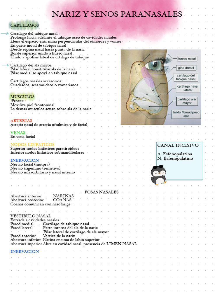 Nariz y Senos Paranasales | PDF | Nariz humana | Cabeza y cuello humanos