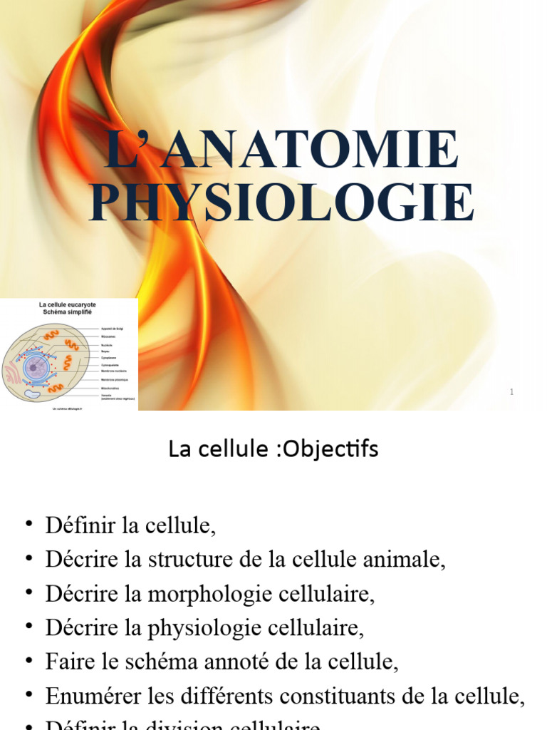 Anatomie Physiologie de La Cellule | PDF