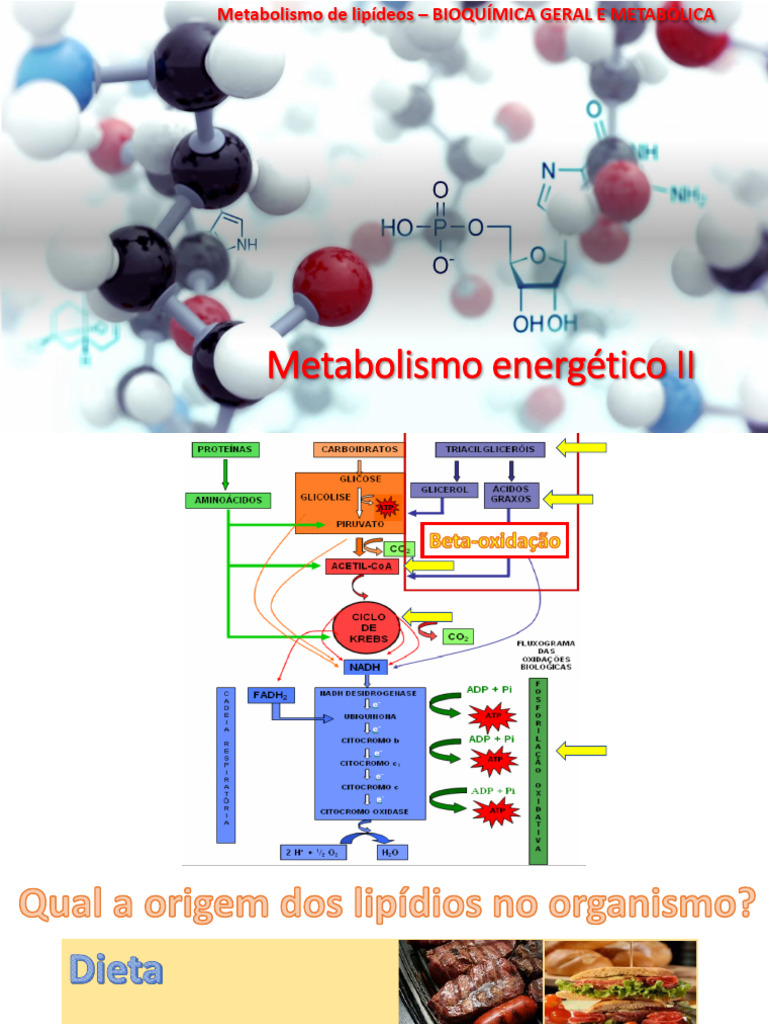 Metabolismo de Lipídios BGM M | Download grátis PDF | Lipídio | Metabolismo