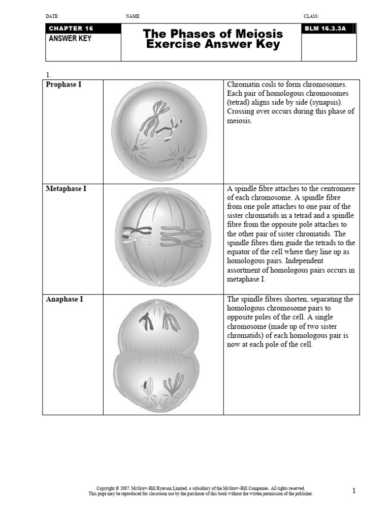 Meiosis Phases Key | PDF