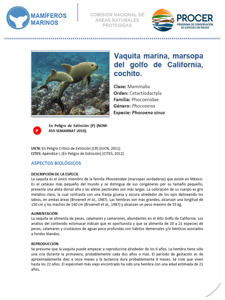 Vaquita Marina | PDF