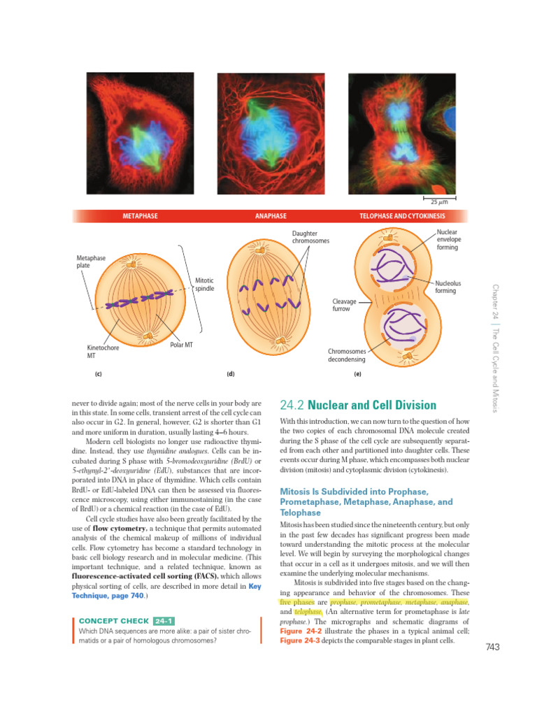 Mitosis | PDF