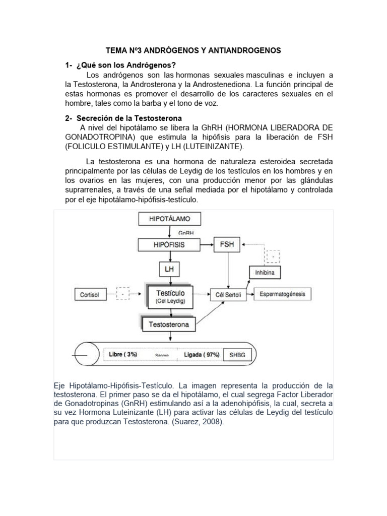 Andrógenos y Antiandrógenos | PDF | Testosterona | Andrógino