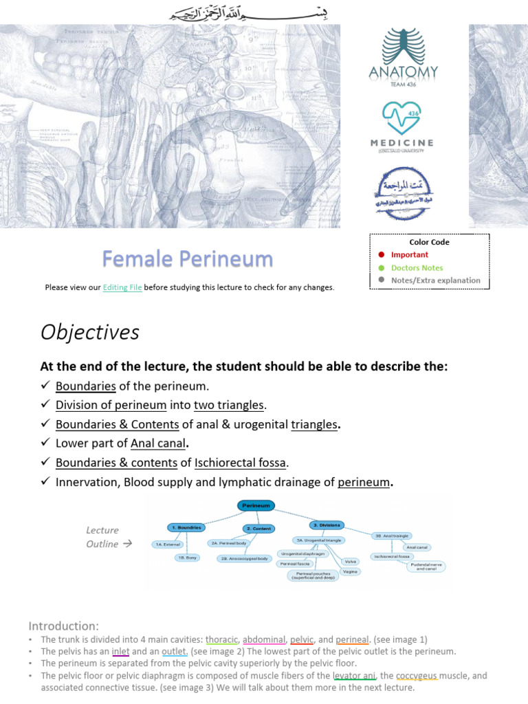 2 - Female Perineum | PDF | Pelvis | Vagina