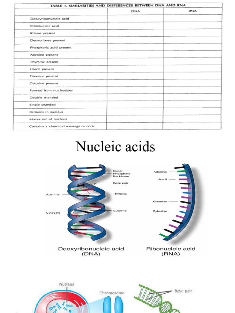 1. Nucleic acids STUDENT | PDF