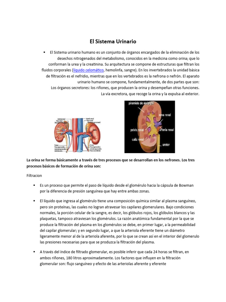 El Sistema Urinario | PDF