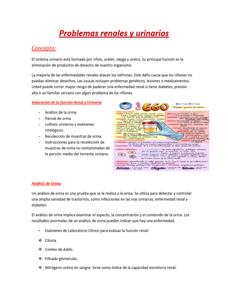 Problemas Renales y Urinarios | PDF | Riñón | Sistema urinario