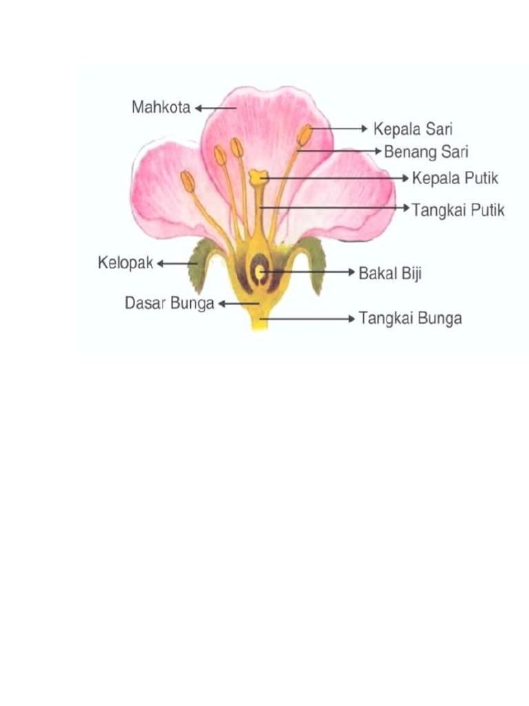 Gambar Bagian Bungan | PDF