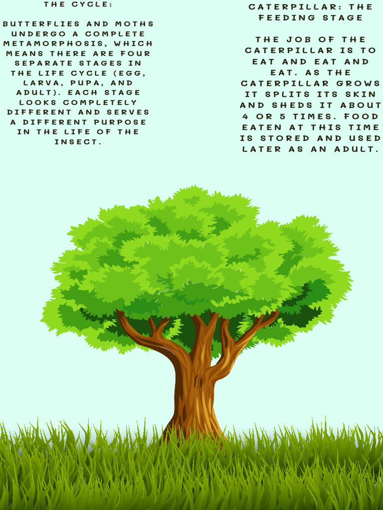 Butterfly and Moth Life Cycle Stages | PDF