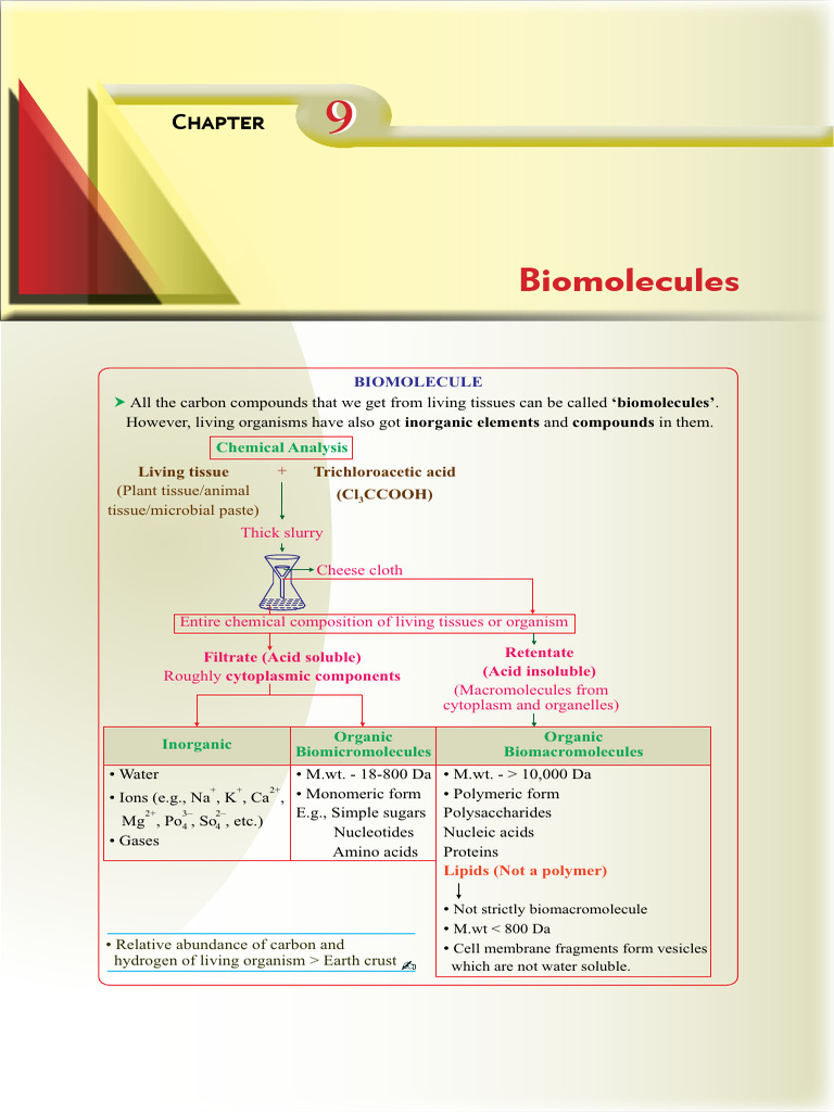 Overview of Biomolecules and Their Functions | PDF