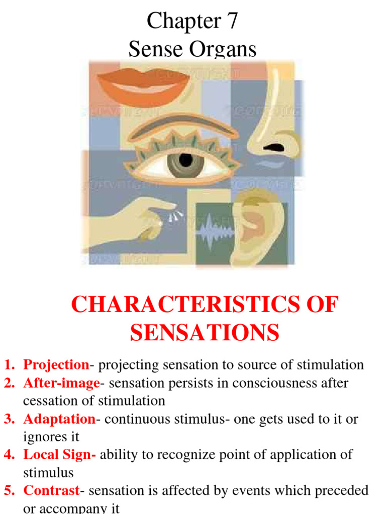 Module 8b. The Sense Organs | PDF