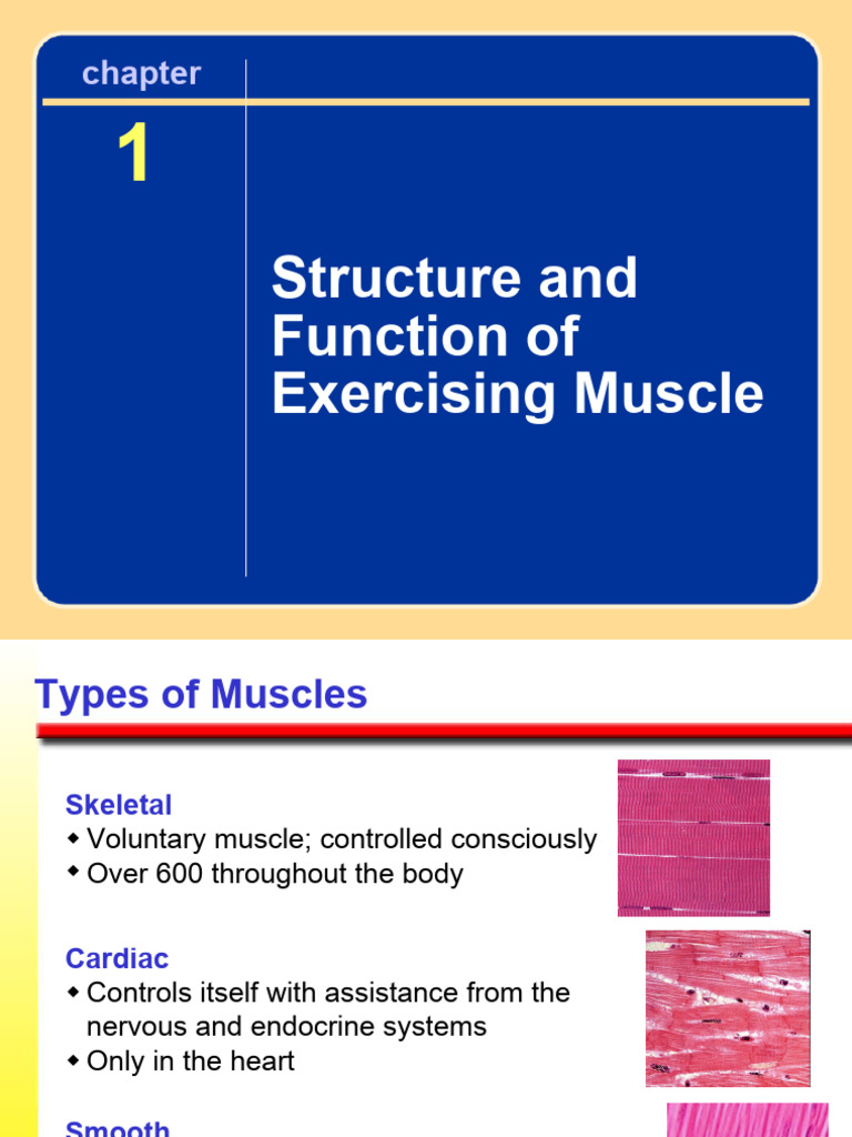 Structure and Function of Exercising Muscle | PDF