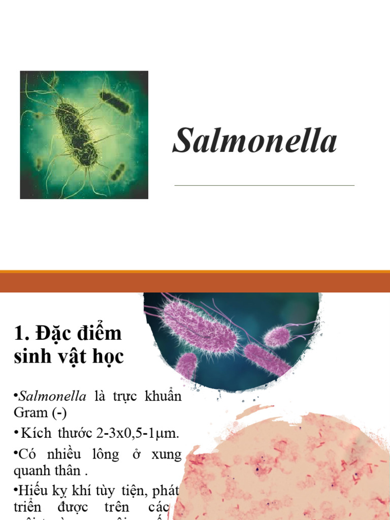 Salmonella | PDF