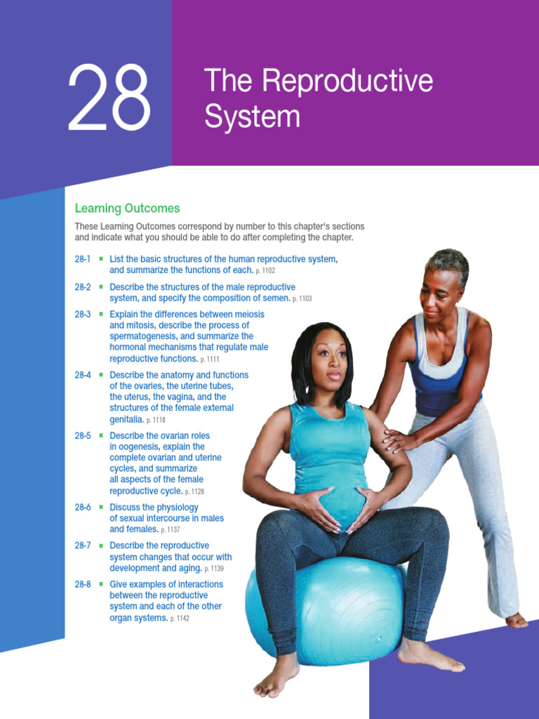 The Reproductive System: Learning Outcomes | PDF | Testicle | Prostate