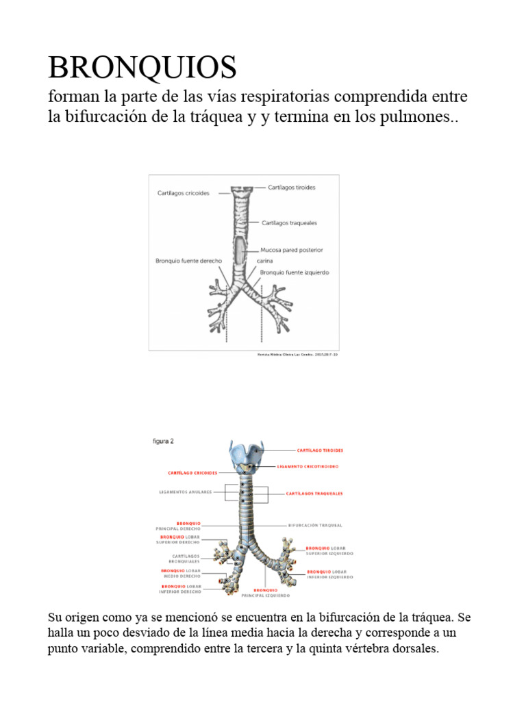 Anatomía de los Bronquios | PDF | Pulmón