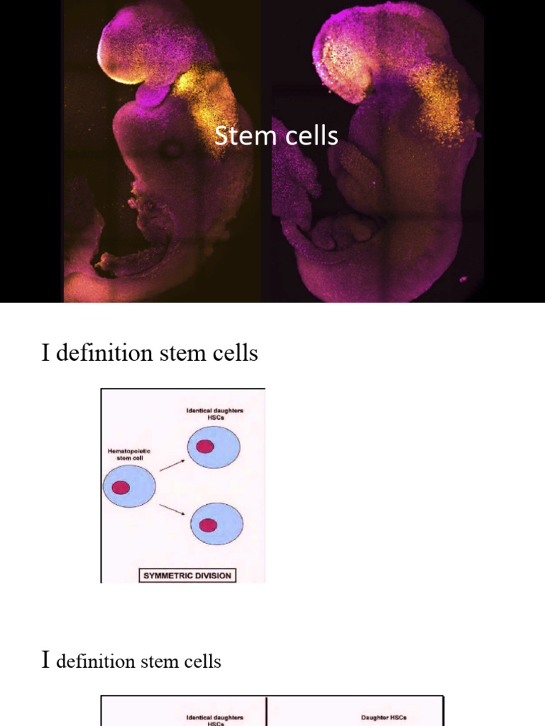 Stem Cells | PDF