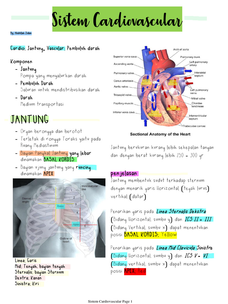 Anatomi Ventrikel Dextra Jantung | PDF