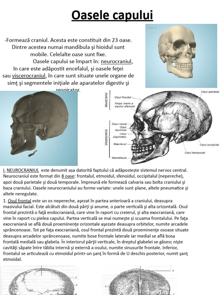 Oasele Capului | PDF