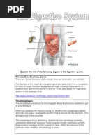 Digestive System Flow Chart | PDF | Digestion | Human Digestive System