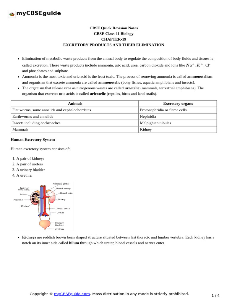 11 Biology Notes ch19 Excretory Products and Their Elimination 1 | PDF ...