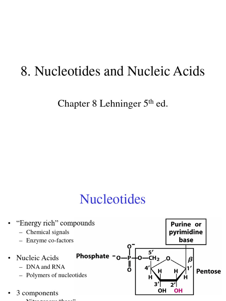 Lecture 5 Nucleic Acids | PDF