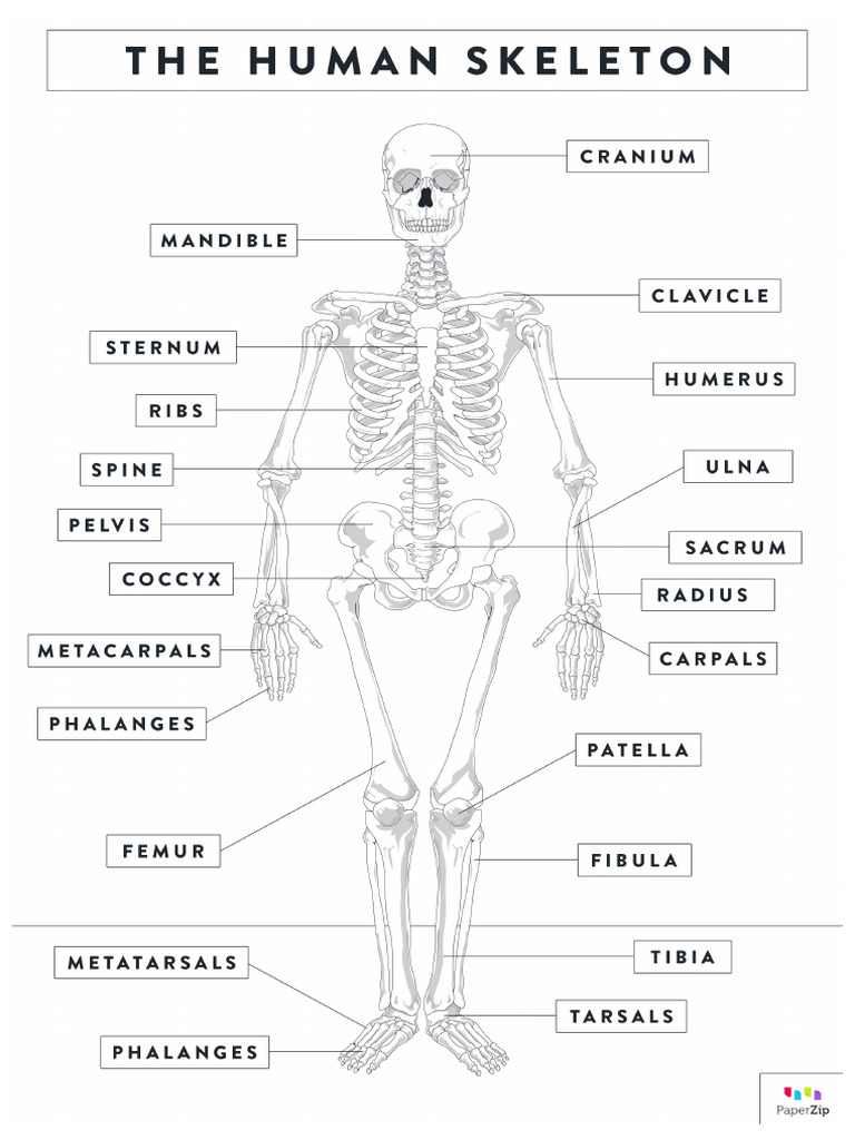 Skeleton Posters | PDF