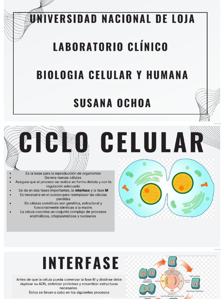 Cómo Se Da El Ciclo Celular | PDF