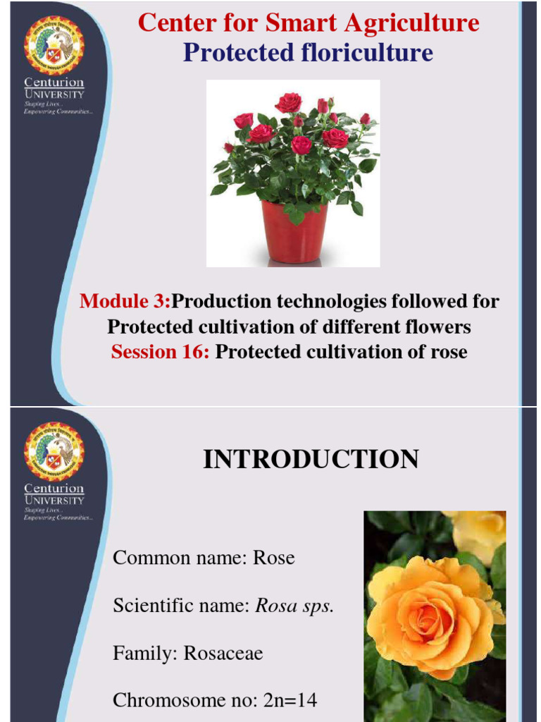 16 - Rose | PDF