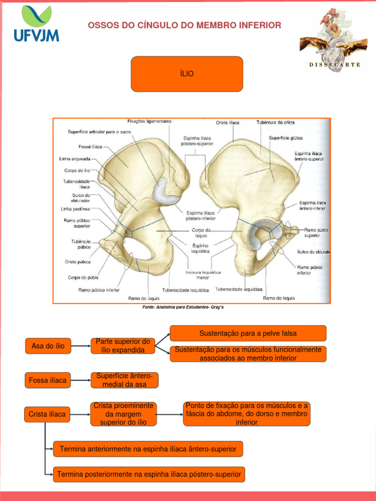 Mapa Mental Ossos Do Cingulo Do Membro Inferior Superior | PDF
