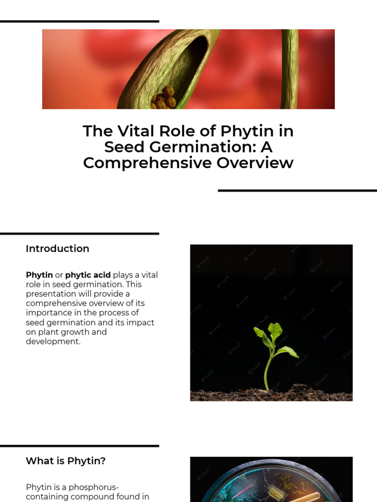 Wepik The Vital Role of Phytin in Seed Germination A Comprehensive ...