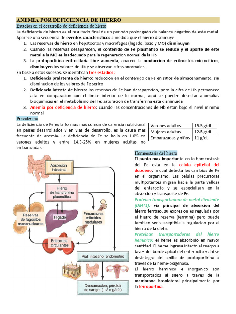 Estadios de Anemia por Deficiencia de Hierro | PDF | Bioquímica | Química