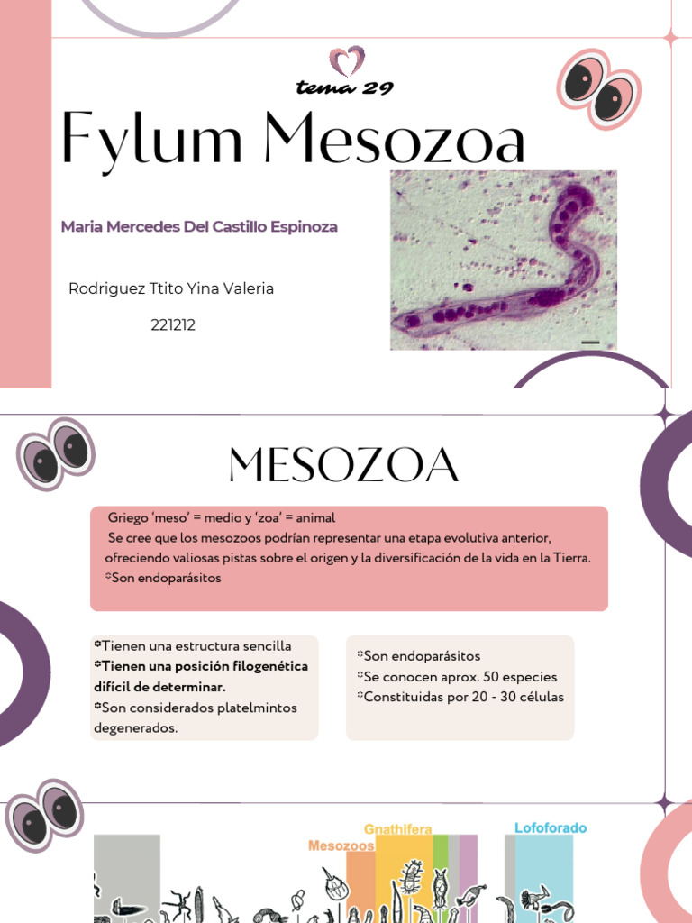 Tema 29 Mesozoa | PDF | Eucariotas | Organismos