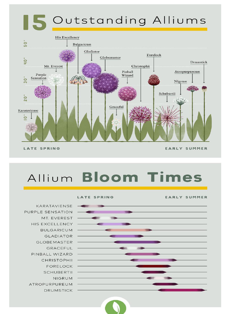 Planning Guide For Alliums | PDF