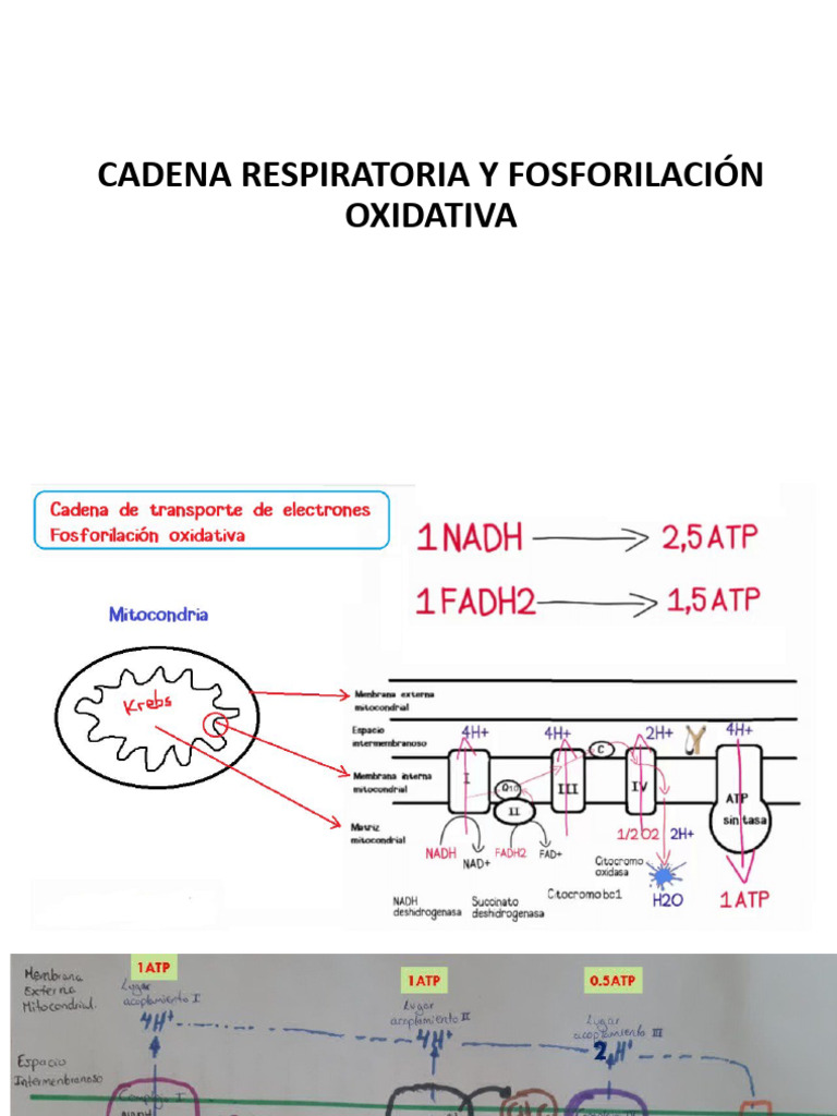 Cadena Respiratoria Y Fosforilación Oxidativa | PDF