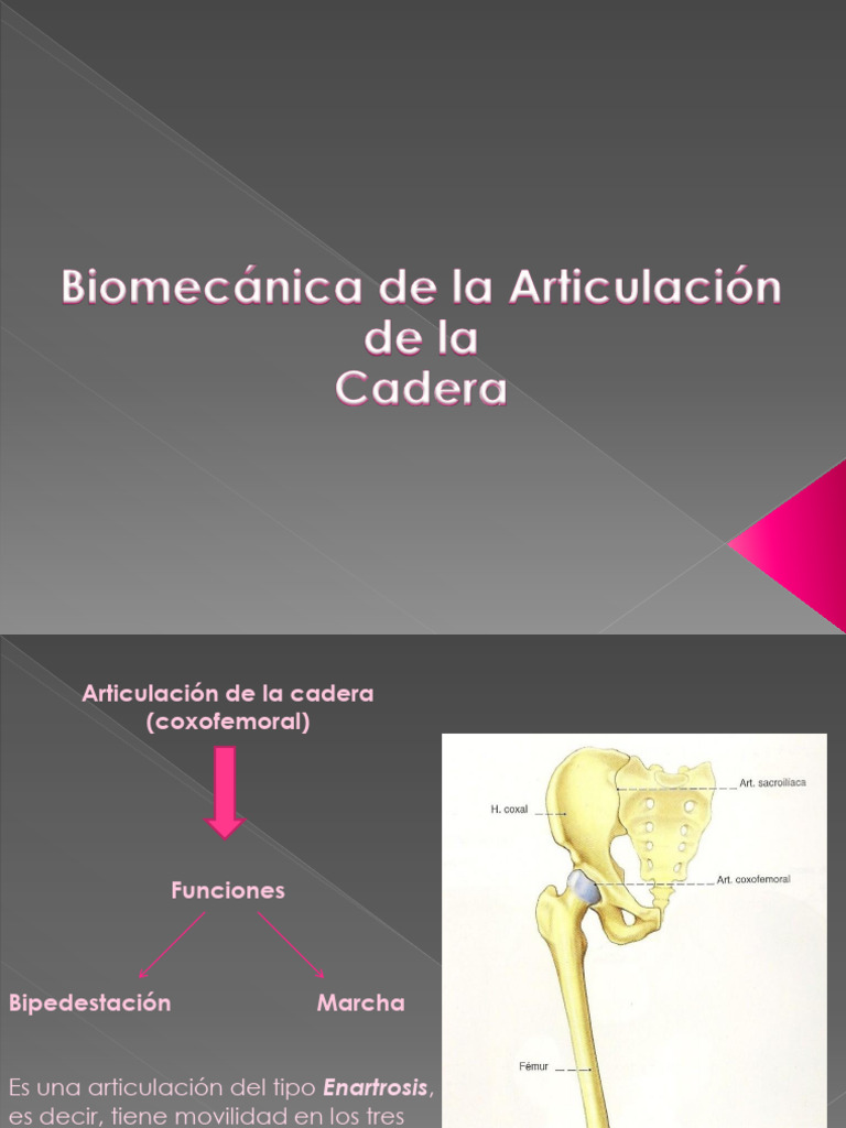 Biomecanica de La Cadera | PDF | Sistema musculoesquelético | Anatomía humana
