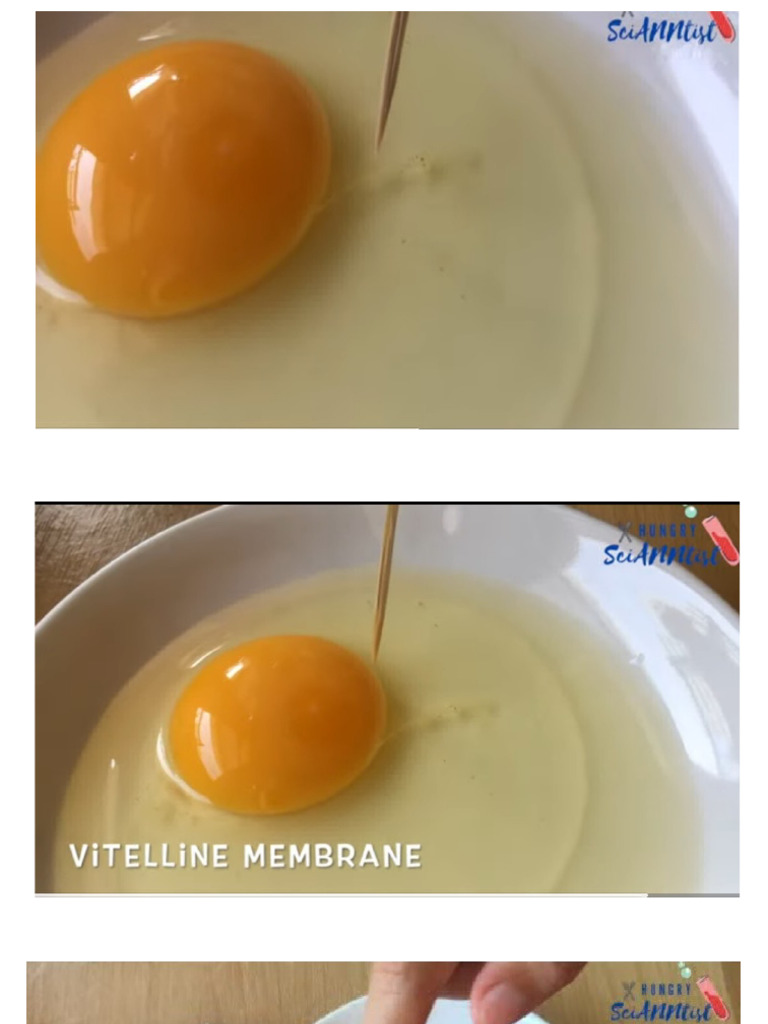 Part of An Egg | PDF