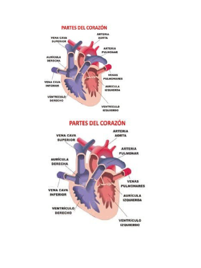 Partes Corazon | PDF