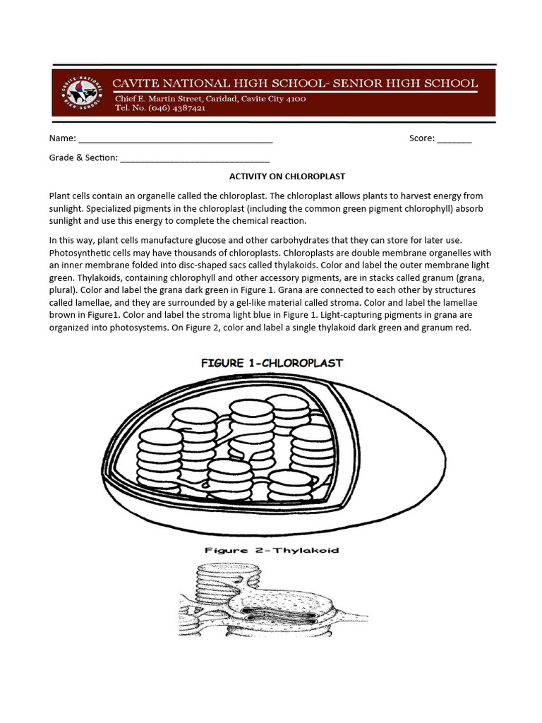 Chloroplast Structure Activity Guide | PDF