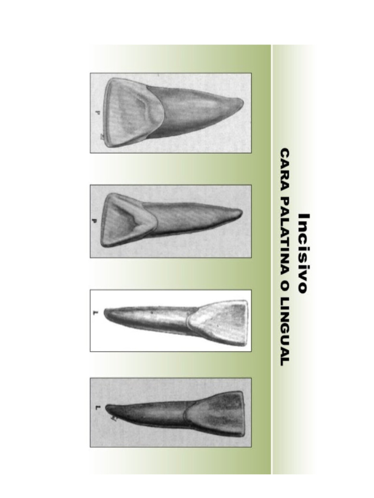 Caras de Los Dientes | PDF
