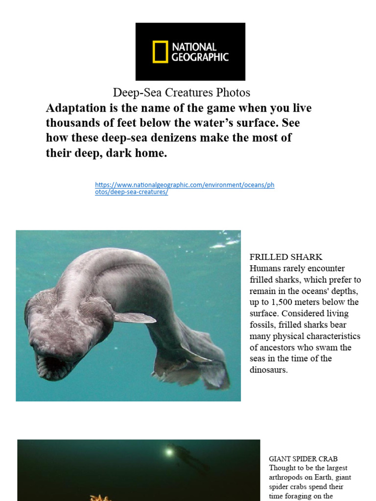 Creatures of The Deep | PDF | Earth Sciences