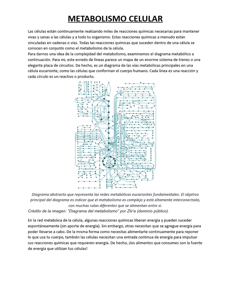 Metabolismo Celular | PDF | Tecnología
