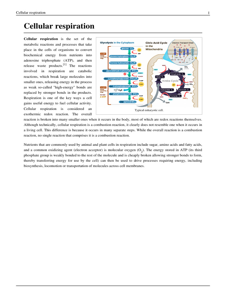Cellular Respiration Explained | PDF