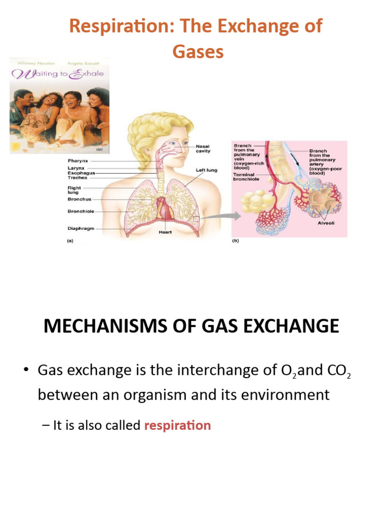 Week 2 Gas Exchange | PDF | Wellness | Science & Mathematics