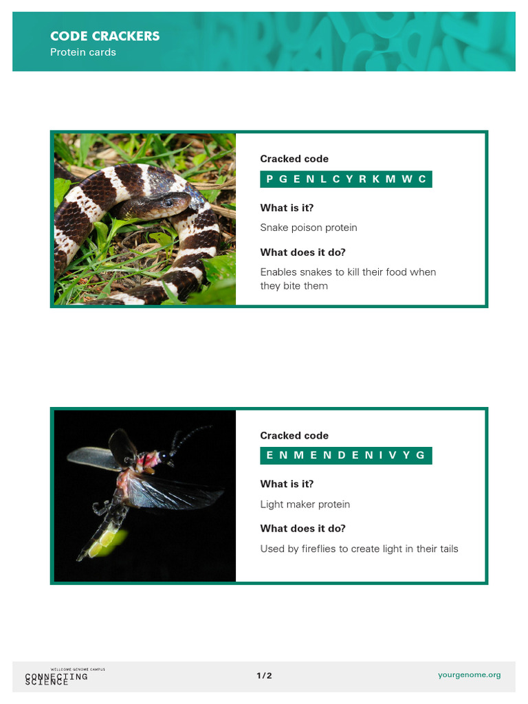 Codecrackers Proteincards | PDF | Games & Activities | Wellness