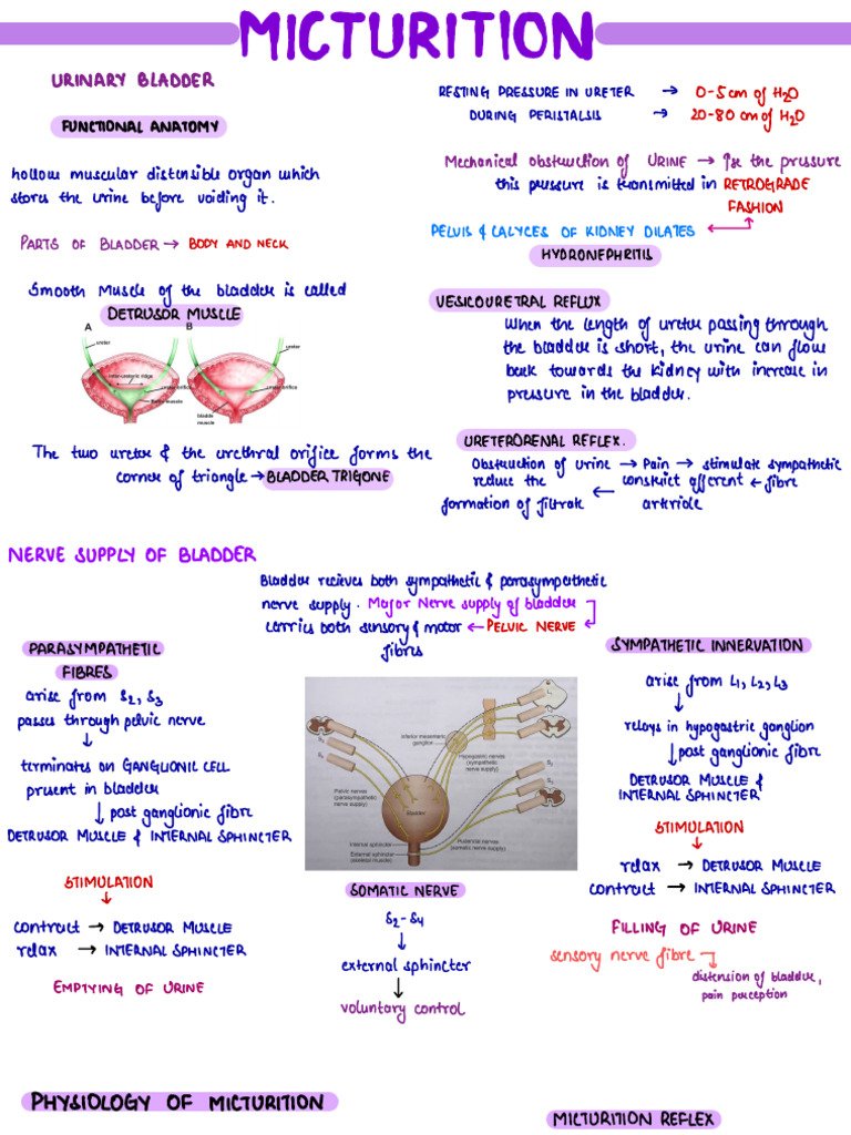 Micturition | PDF