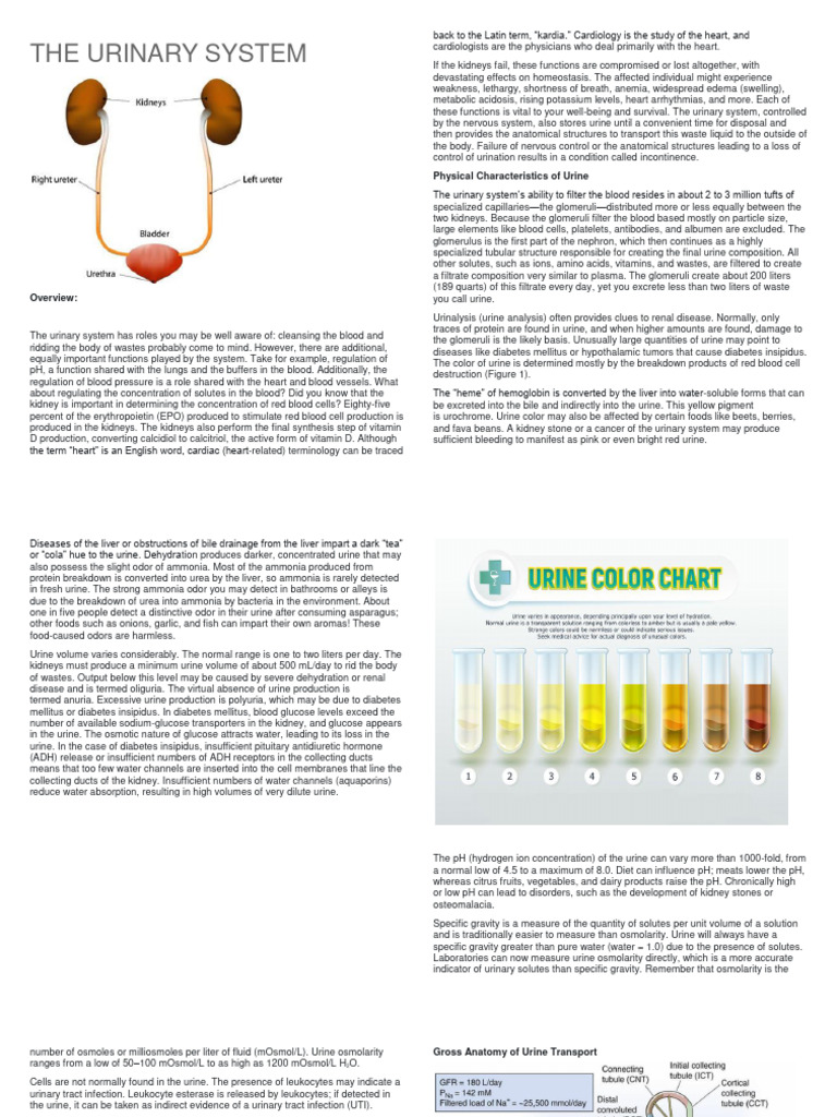 The Urinary System | PDF