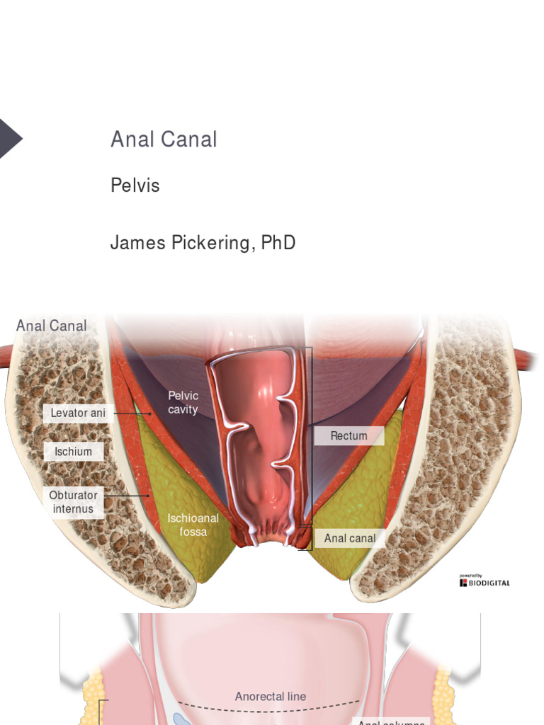 Slides_Anal_Canal | PDF